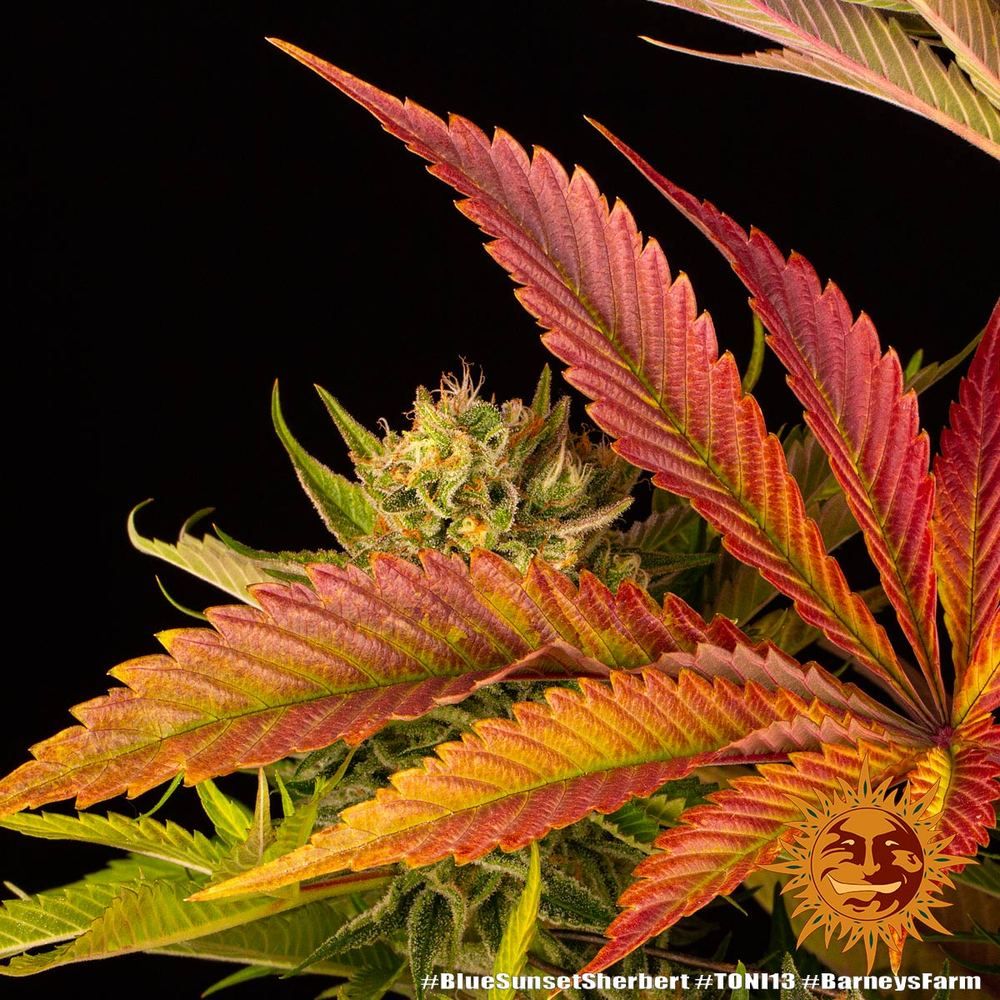 Blue Sunset Sherbert Strain Info / Blue Sunset Sherbert Weed By Barney ...