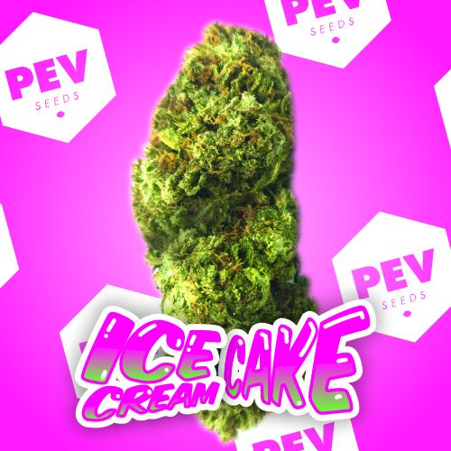 Ice Cream Cake Strain Info / Ice Cream Cake Weed By Pev Seeds - GrowDiaries