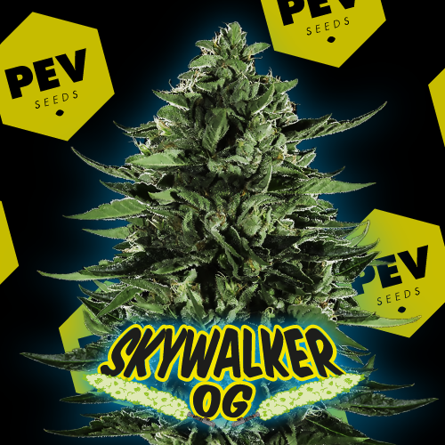 Skywalker OG Strain Info / Skywalker OG Weed By Pev Seeds - GrowDiaries