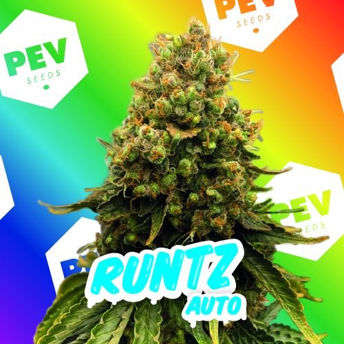 Runtz Auto Strain Info / Runtz Auto Weed By Pev Seeds - GrowDiaries