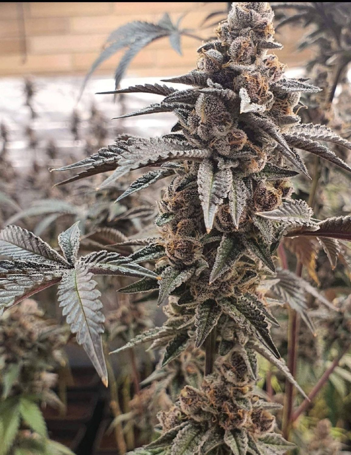 Tropicana Cookies Purple Feminized Strain Info / Tropicana Cookies ...