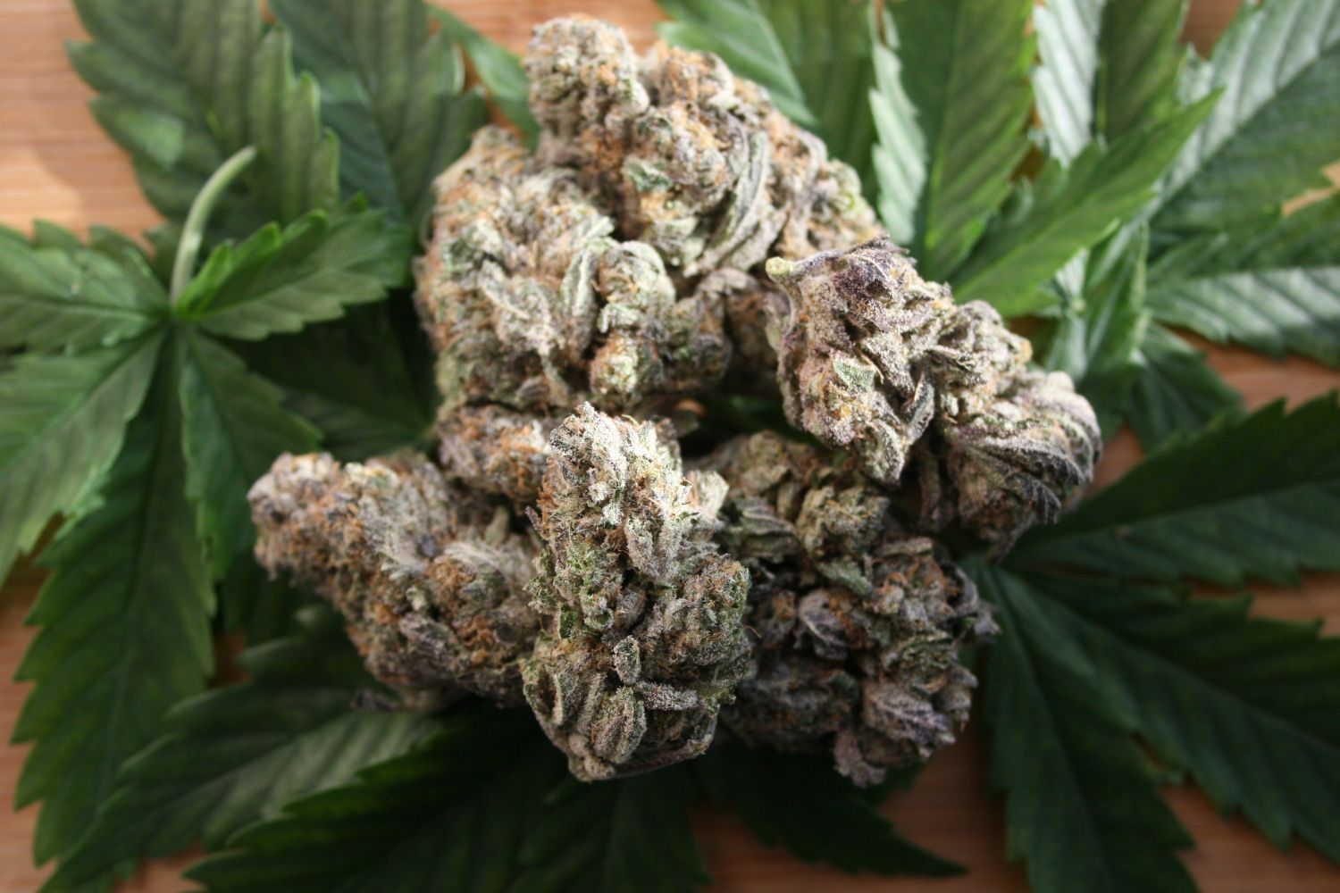 MAC Muffin Strain Info / MAC Muffin Weed By Tastebudz Genetics ...