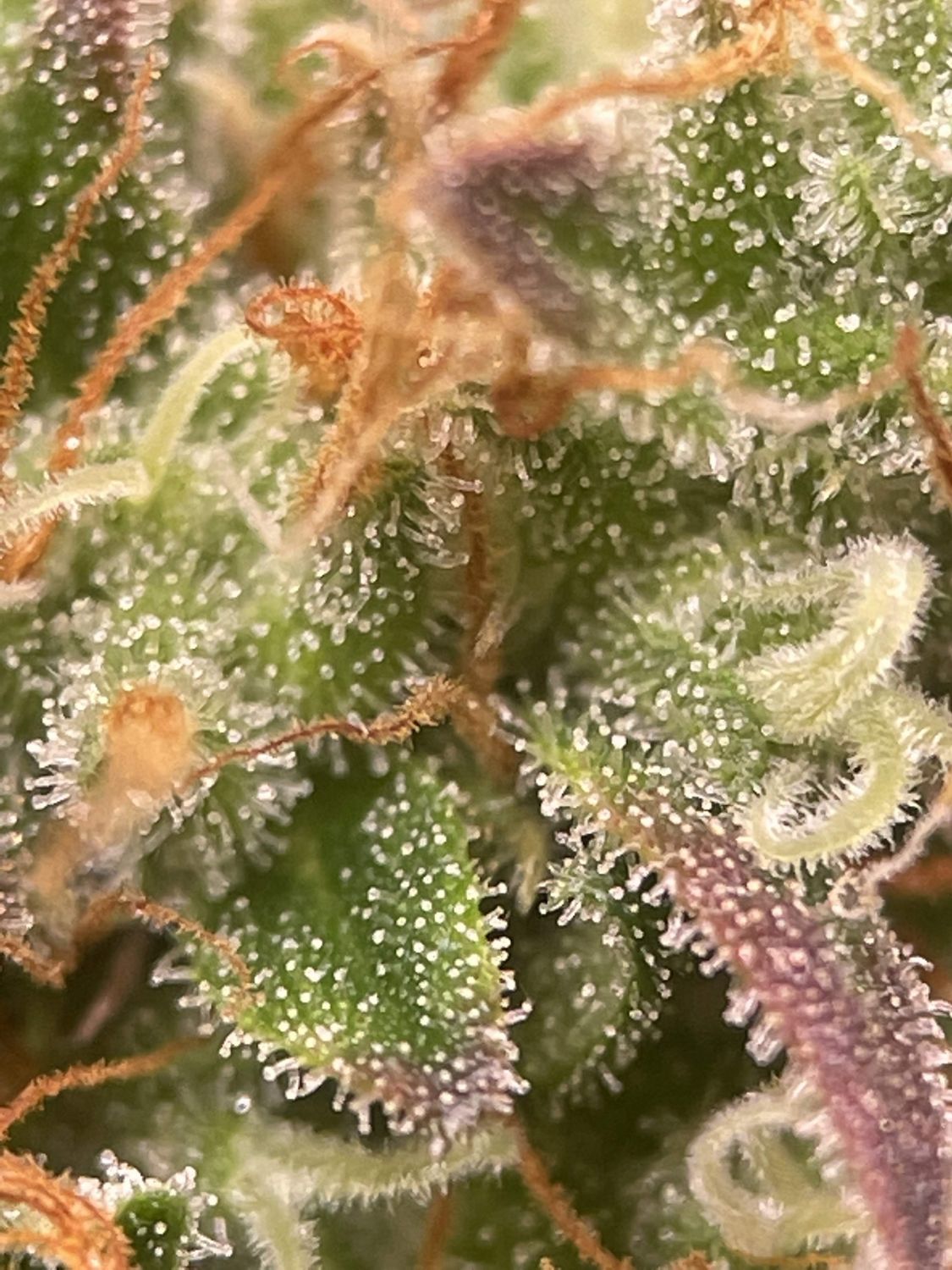 Red Berries Strain Info / Red Berries Weed By Exotic Genetix - GrowDiaries