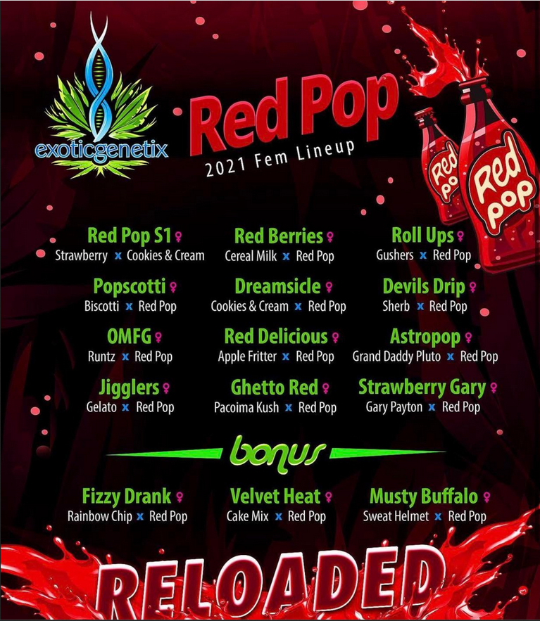 Red Pop Strain Info / Red Pop Weed By Exotic Genetix - GrowDiaries