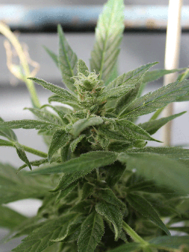 Bluetooth Strain Info / Bluetooth Weed By Cream of the Crop Seeds ...