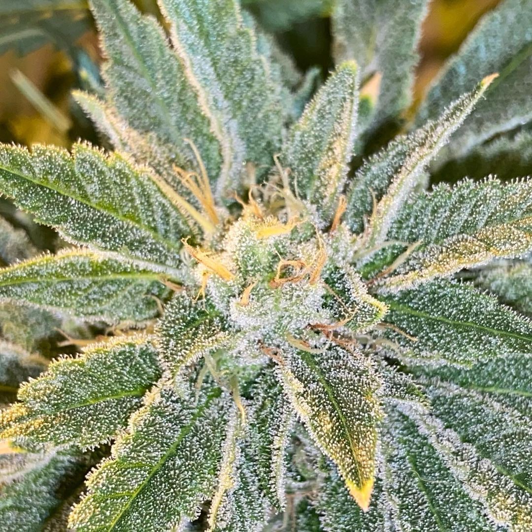 God’s Pink Strain Info / God’s Pink Weed By Jordan Of The Islands ...