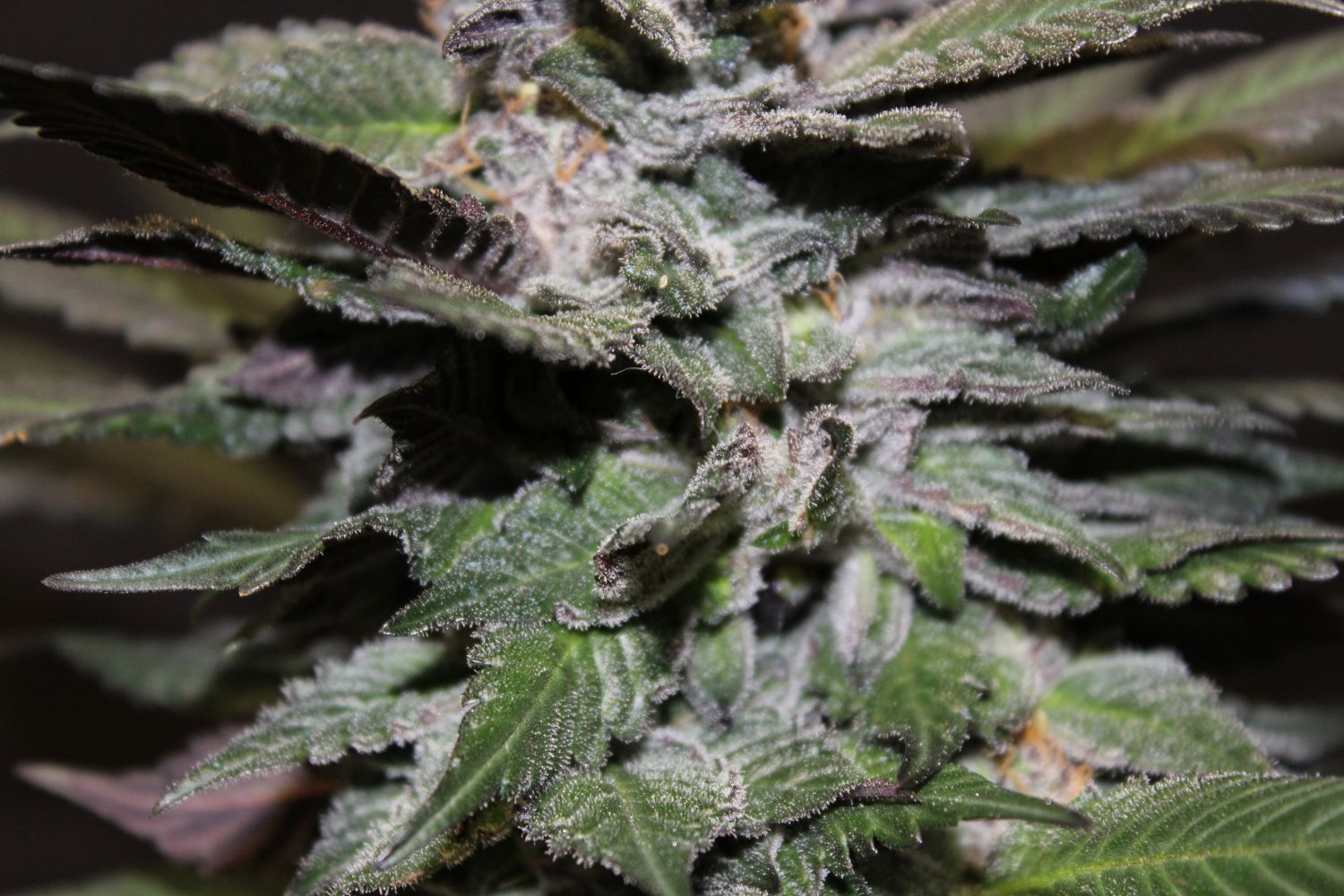 Sapphire Star Strain Info / Sapphire Star Weed By Jordan Of The Islands ...