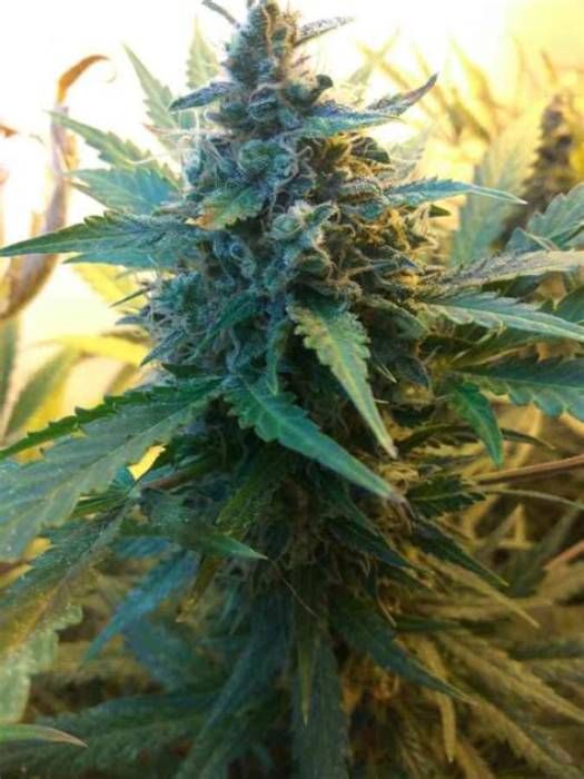 Auto Somango Strain Info / Auto Somango Weed By Linda Seeds - GrowDiaries