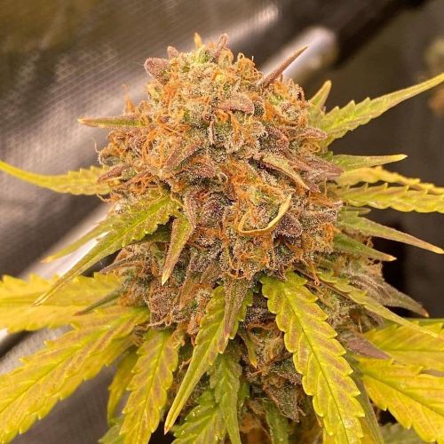 Grape Gushers Auto Strain Info / Grape Gushers Auto Weed By Tastebudz ...