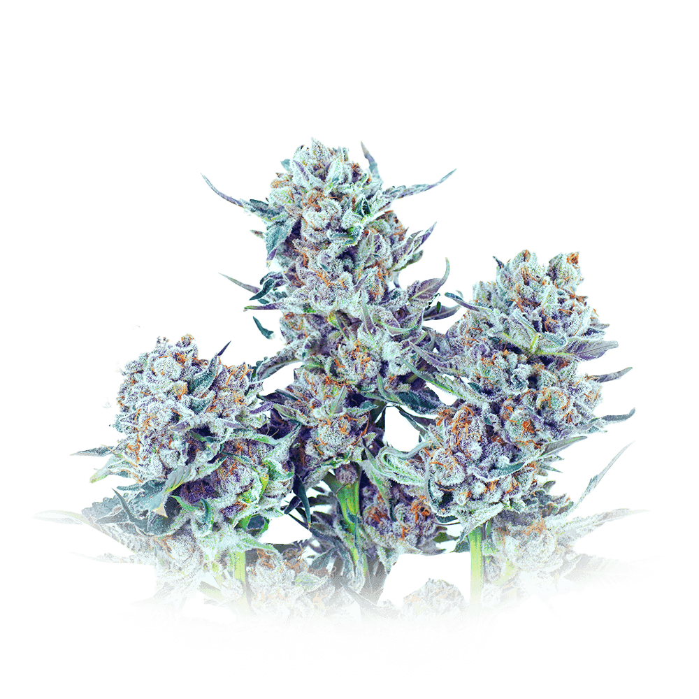 Cosmic Crunch Strain Info / Cosmic Crunch Weed By Future Genetix ...