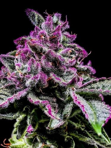 Grape Marmalade s1 Strain Info / Grape Marmalade s1 Weed By CopyCat ...