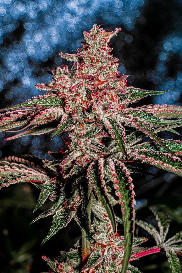 Cherry Runtz F1 Strain Info / Cherry Runtz F1 Weed By CopyCat Genetics ...
