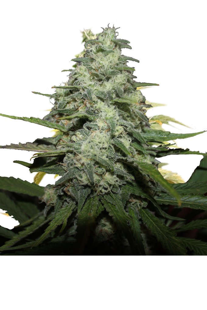 Blue Monkey Strain Info / Blue Monkey Weed By Apex Seeds - GrowDiaries