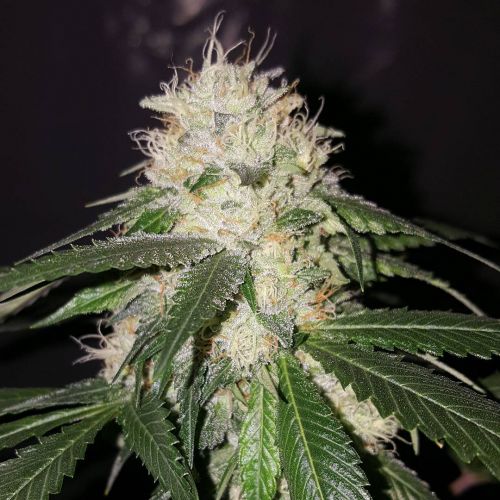 Lazy Lightning Strain Info / Lazy Lightning Weed By Bodhi Seeds ...