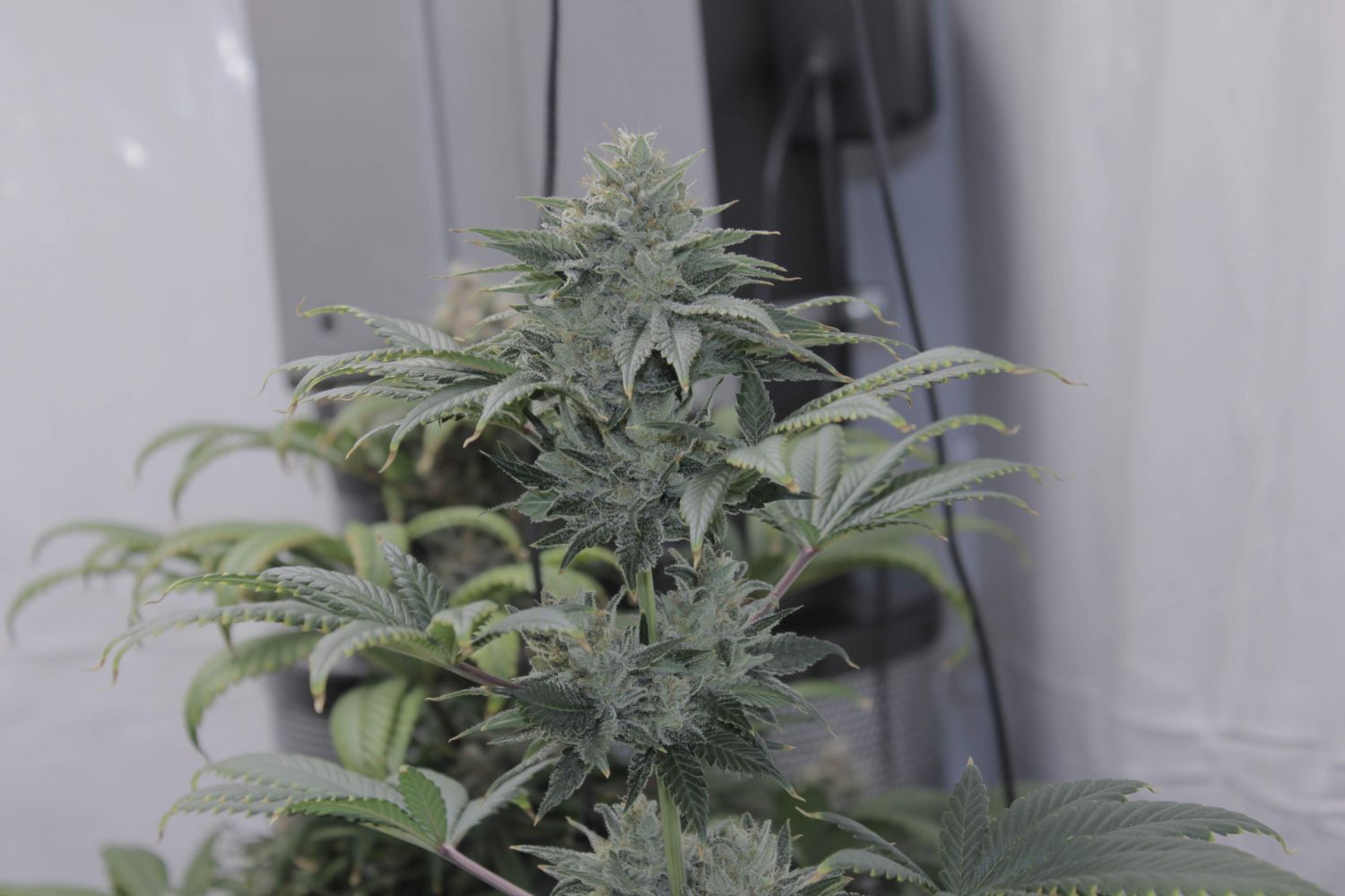 Granola Funk Strain Info / Granola Funk Weed By Bodhi Seeds - GrowDiaries