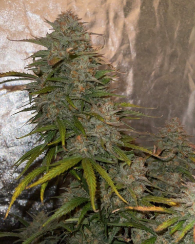 Strawberry Gorilla Auto Strain Info / Strawberry Gorilla Auto Weed By Fast Buds - GrowDiaries