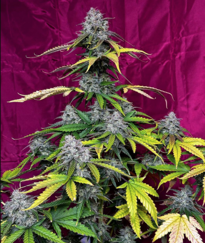Strawberry Gorilla Auto Strain Info / Strawberry Gorilla Auto Weed By Fast Buds - GrowDiaries