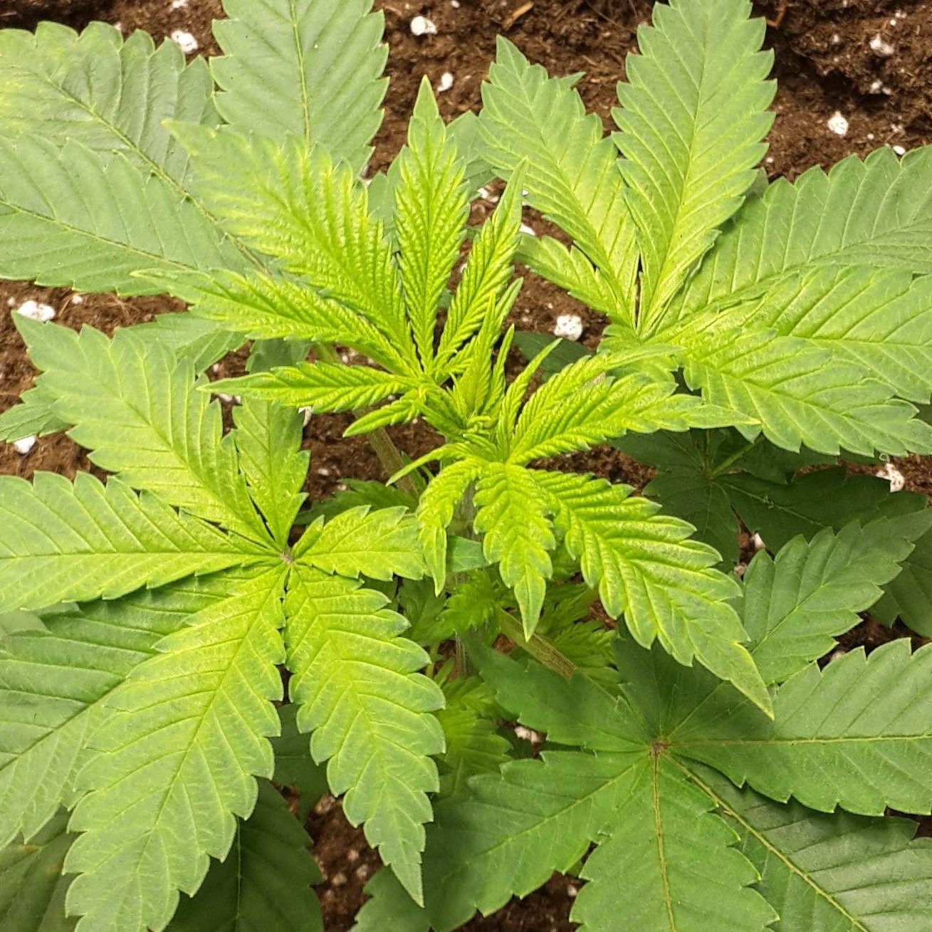 Acapulco Gold Strain Info / Acapulco Gold Weed By Barney's Farm ...