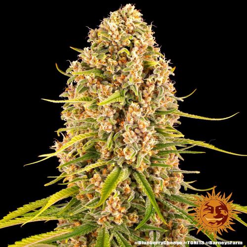 Blue Cheese AKA Blueberry Cheese Strain Info / Blue Cheese AKA ...