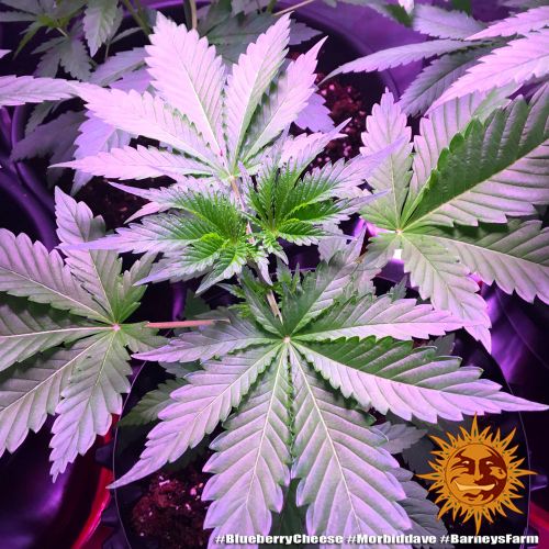 Blue Cheese AKA Blueberry Cheese Strain Info / Blue Cheese AKA ...