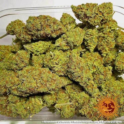 Blue Cheese AKA Blueberry Cheese Strain Info / Blue Cheese AKA ...