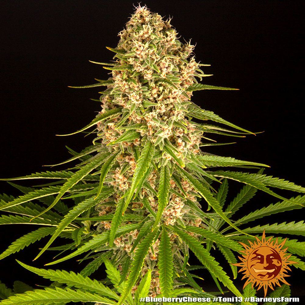 Blue Cheese AKA Blueberry Cheese Strain Info / Blue Cheese AKA ...