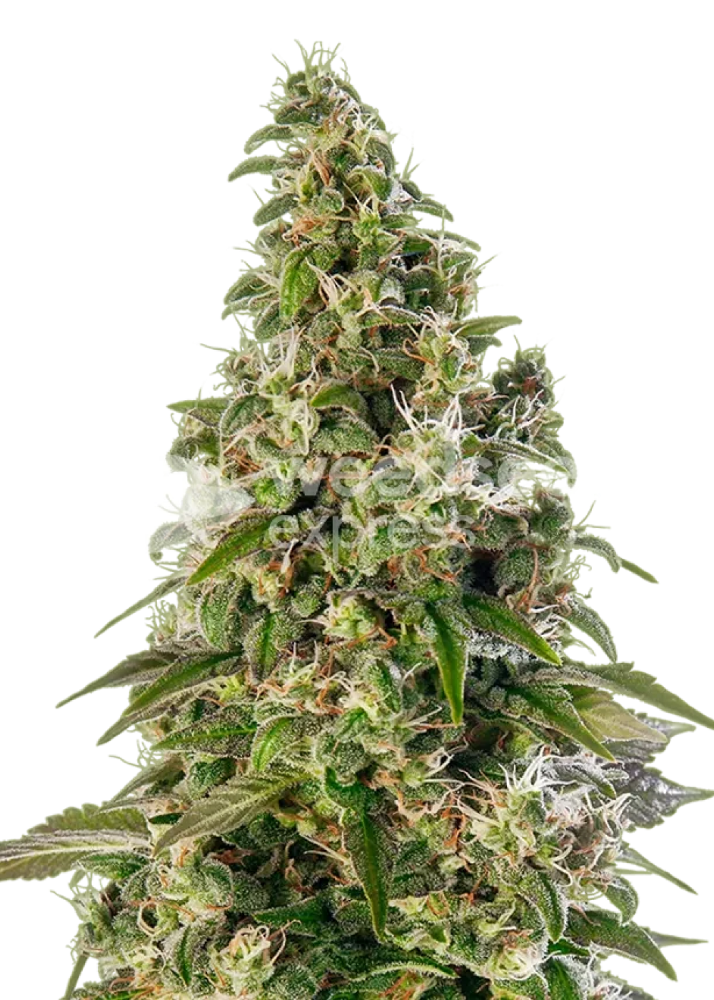 Platinum Cookies feminized seeds Strain Info / Platinum Cookies ...