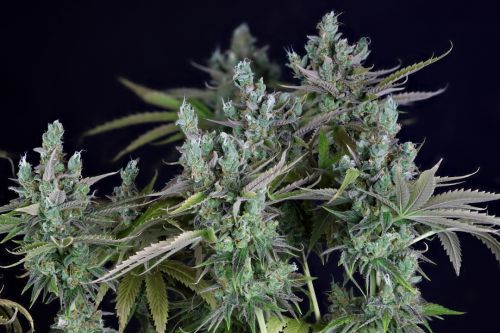 Purple Ghost Candy Strain Info / Purple Ghost Candy Weed By Seedsman ...