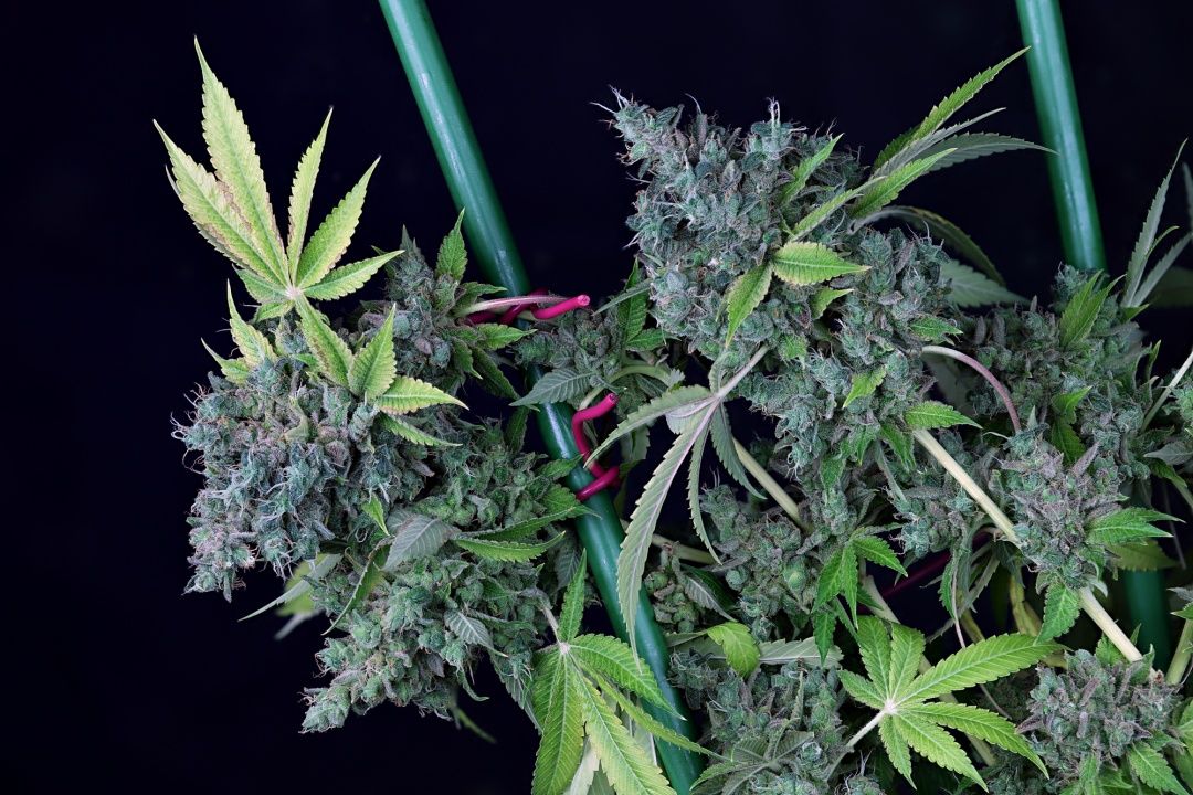 Purple Ghost Candy Strain Info / Purple Ghost Candy Weed By Seedsman ...