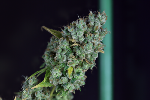 Fuel DOG Strain Info / Fuel DOG Weed By Seedsman - GrowDiaries