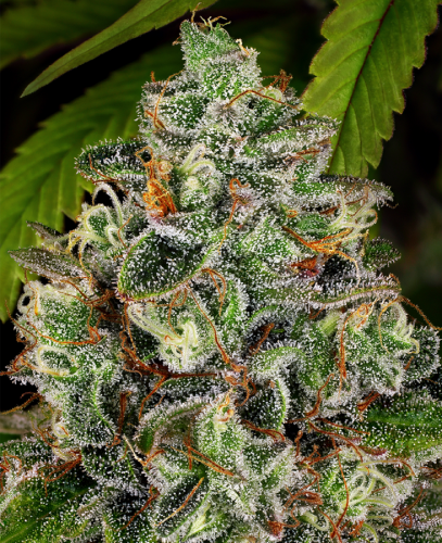 Crystal Strain Info / Crystal Weed By WeedSeedShop - GrowDiaries
