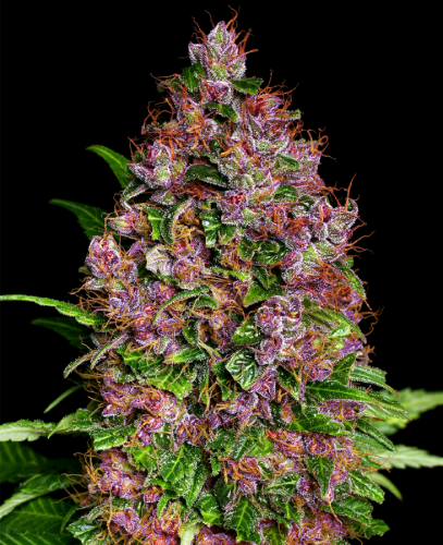 Purple Bud Feminized Strain Info / Purple Bud Feminized Weed By ...