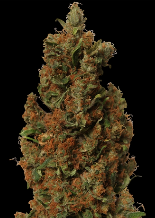Red Diesel Strain Info / Red Diesel Weed By Barney's Farm - GrowDiaries