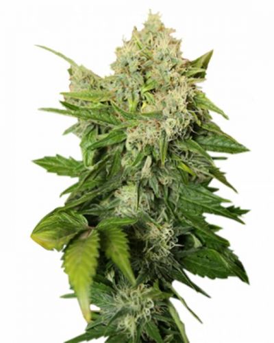 Snowcap Strain Info / Snowcap Weed By Growers Choice Seeds - GrowDiaries