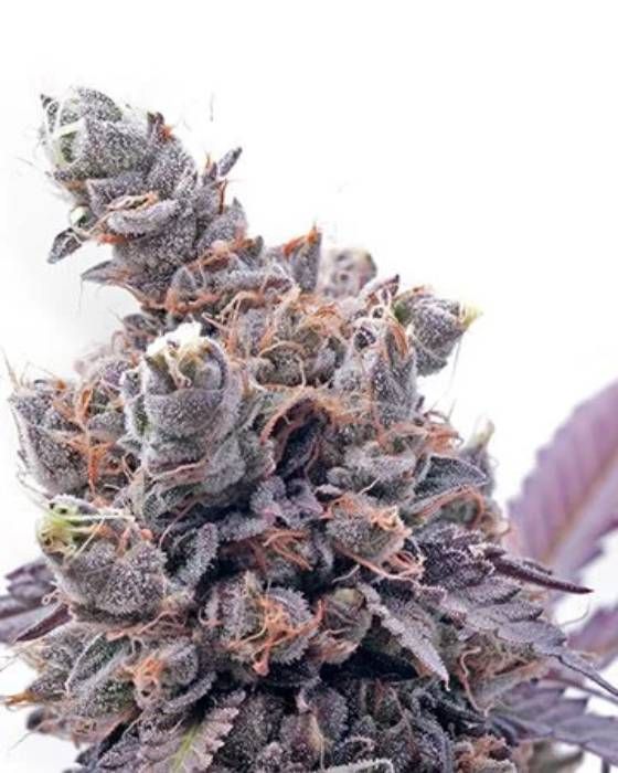 Gelato Strain Info / Gelato Weed By Growers Choice Seeds - GrowDiaries