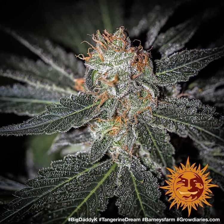 Tangerine Dream Strain Info / Tangerine Dream Weed By Barney's Farm ...