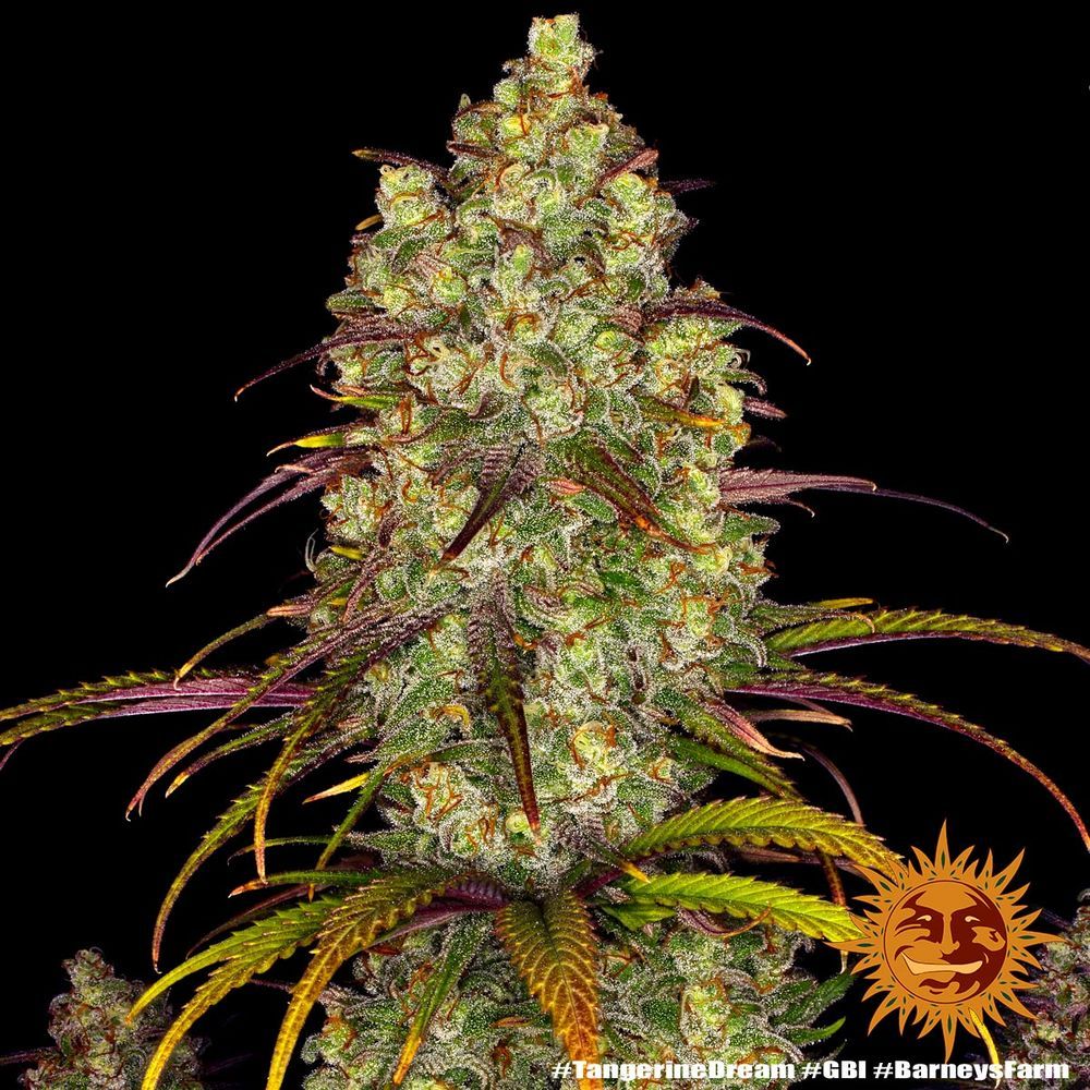 Tangerine Dream Strain Info / Tangerine Dream Weed By Barney's Farm ...