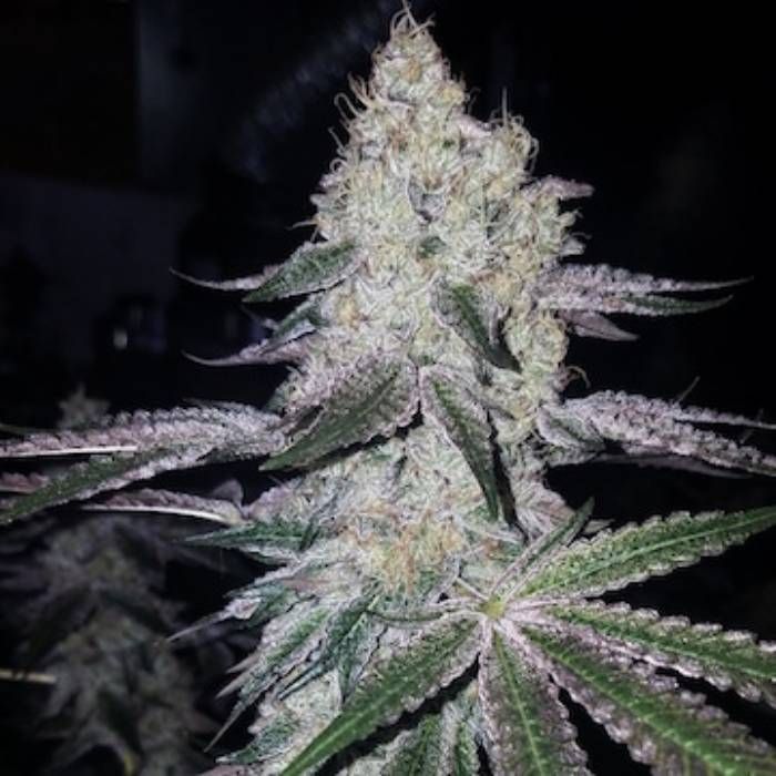 Durban Kush S1 Strain Info / Durban Kush S1 Weed By ETHOS Genetics ...