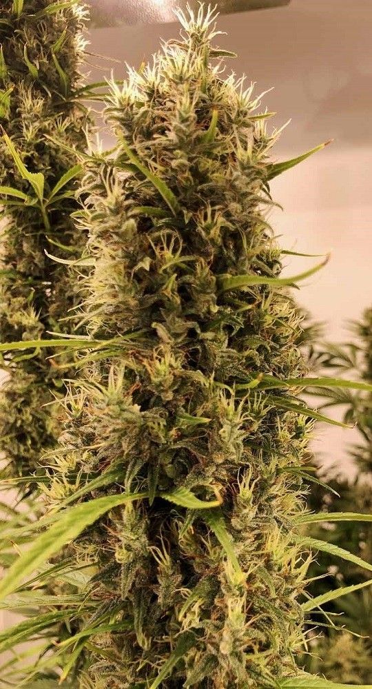 Golden Tiger Thai Dominant 3rd version Strain Info / Golden Tiger Thai ...