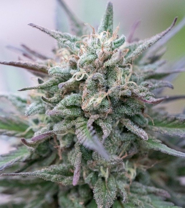 Zamaldelica x Kali China Strain Info / Zamaldelica x Kali China Weed By ...