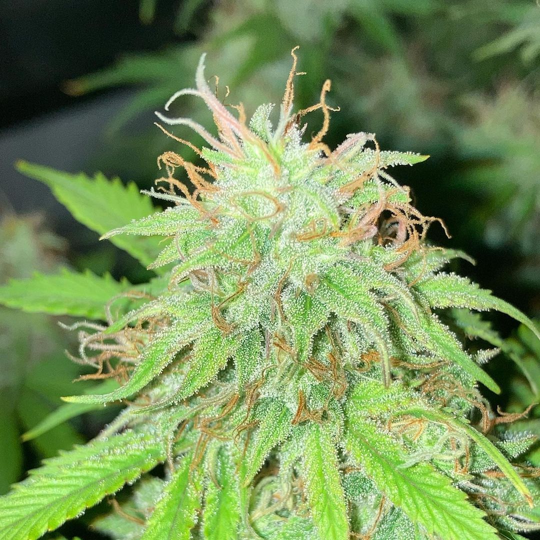 Cosmic Revival Strain Info / Cosmic Revival Weed By Night Owl Seeds ...