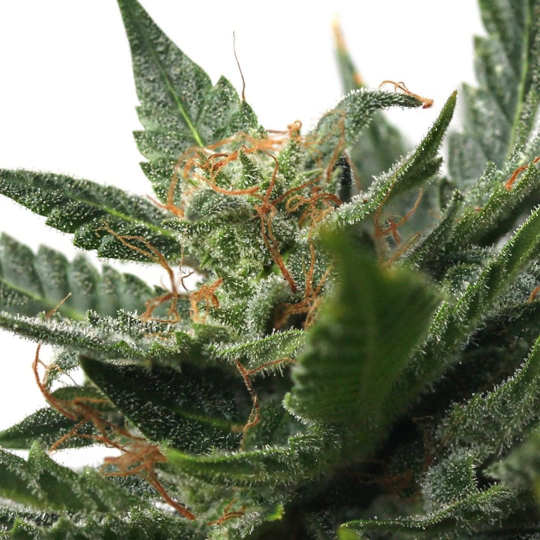 Queen Cheese Haze Strain Info / Queen Cheese Haze Weed By Night Owl ...