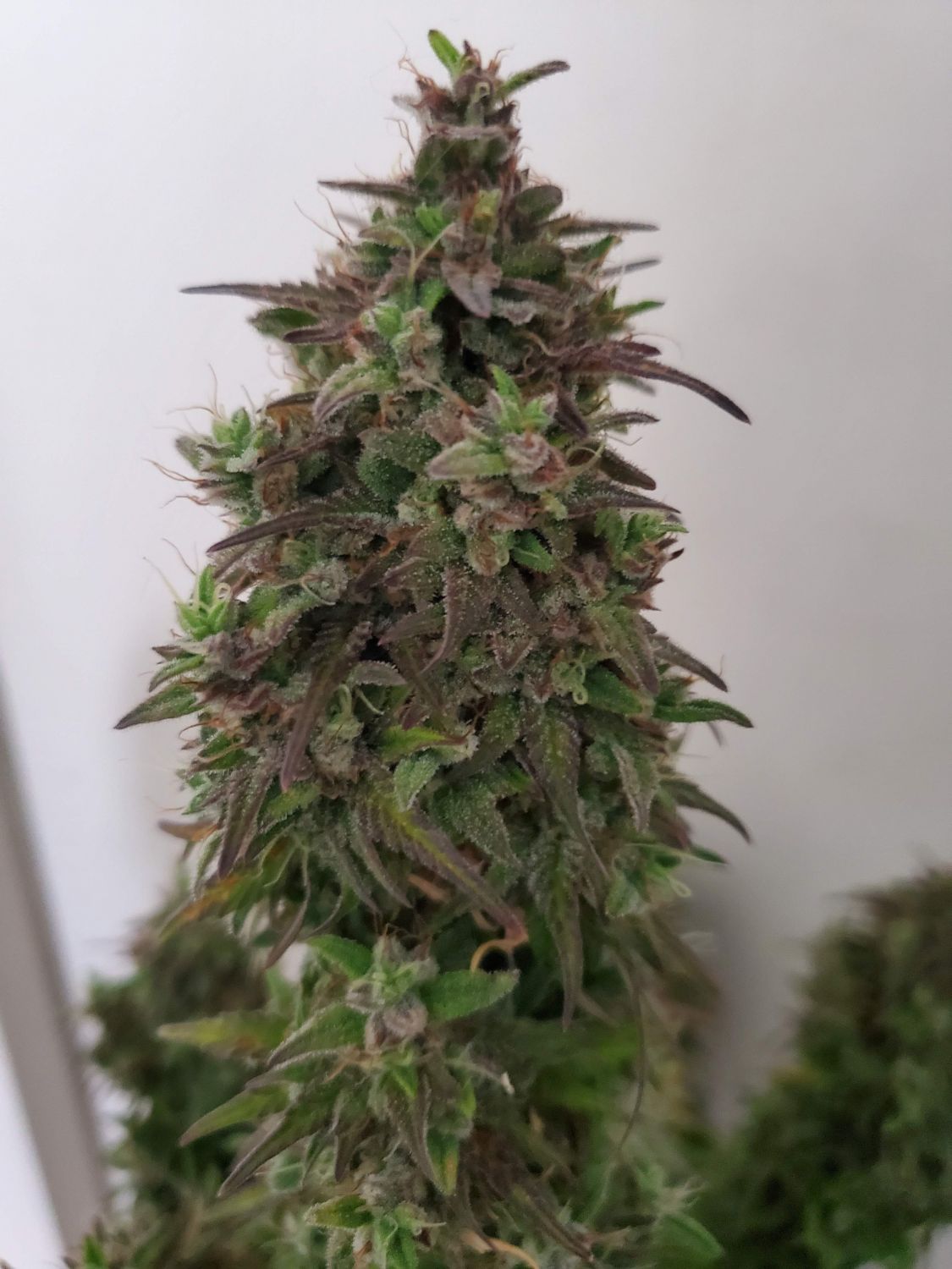 Auto CREAM Strain Info / Auto CREAM Weed By Oasis Genetics - GrowDiaries