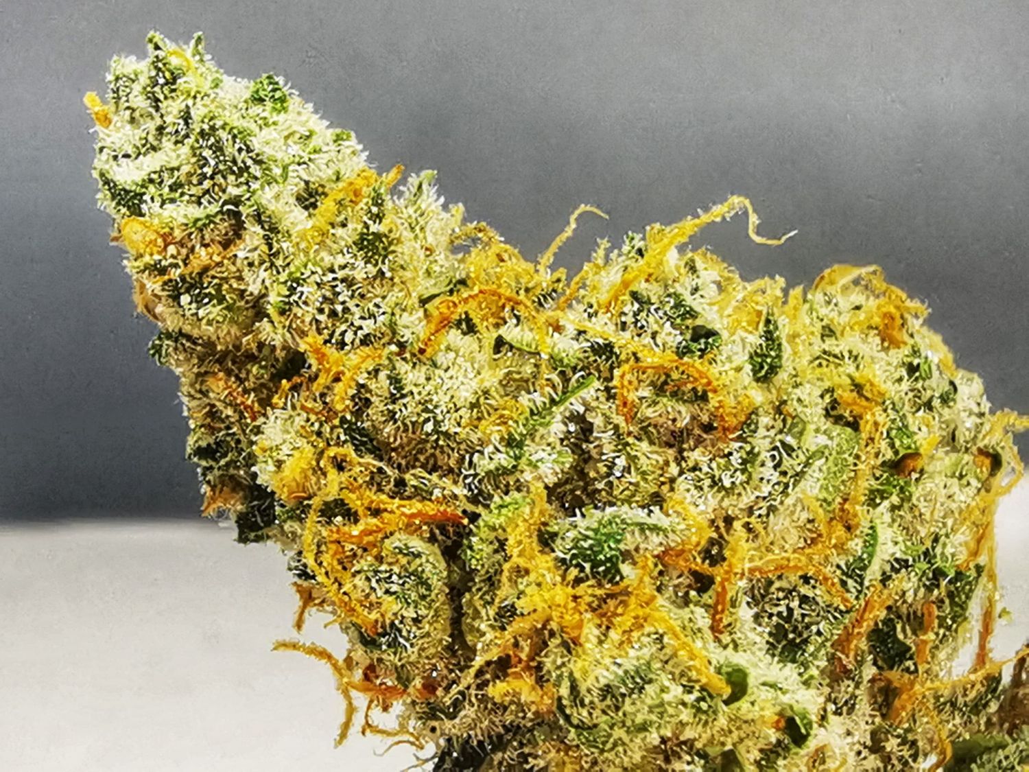 Gelato Auto Strain Info / Gelato Auto Weed By Aztech - GrowDiaries