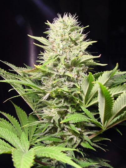 Wappa Strain Info / Wappa Weed By Paradise Seeds - GrowDiaries