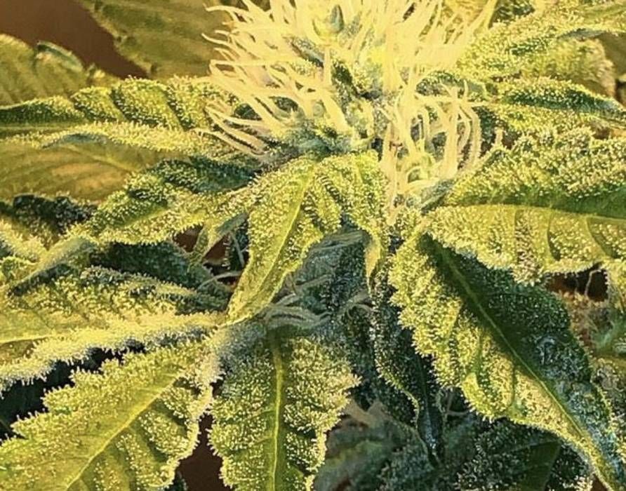 Carbon Candy Strain Info / Carbon Candy Weed By Cannarado Genetics ...