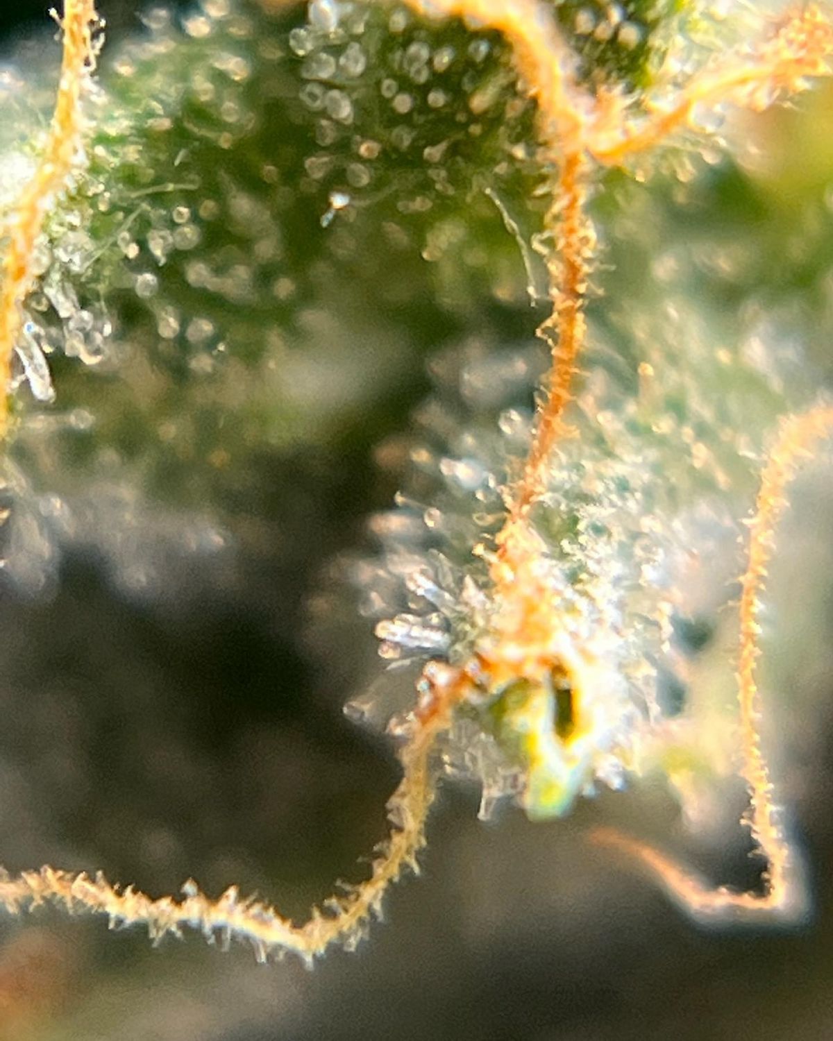 Mango Mindset Strain Info / Mango Mindset Weed By Cannarado Genetics - GrowDiaries