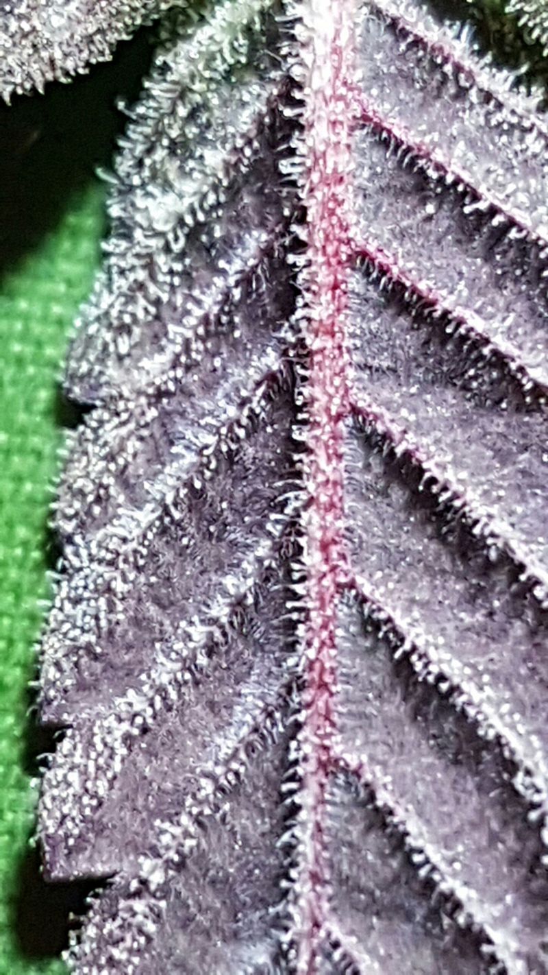 Lavender Strain Info / Lavender Weed By Lineage Genetics - GrowDiaries