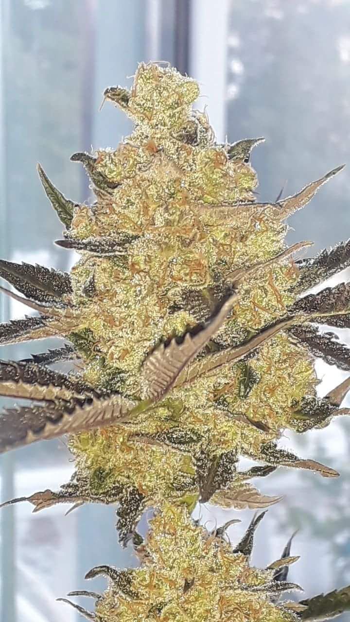 RHEA Strain Info / RHEA Weed By Lineage Genetics - GrowDiaries