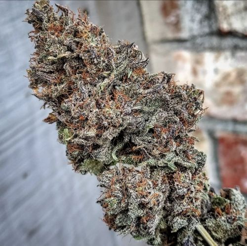 Black Lavender Strain Info / Black Lavender Weed By Jordan Of The ...